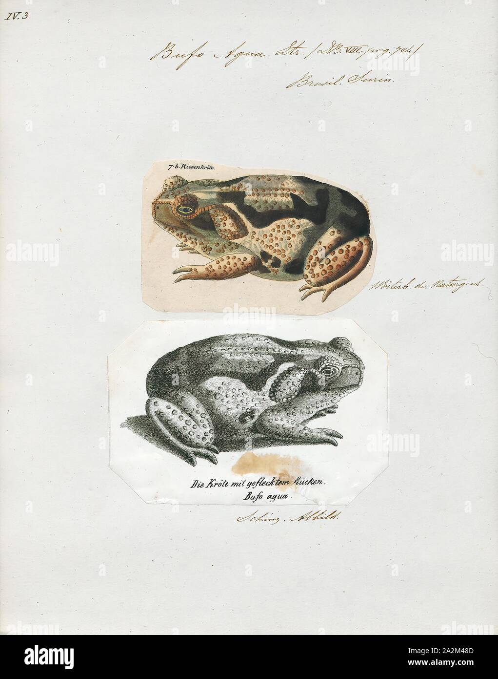 Bufo agua hi-res stock photography and images - Alamy