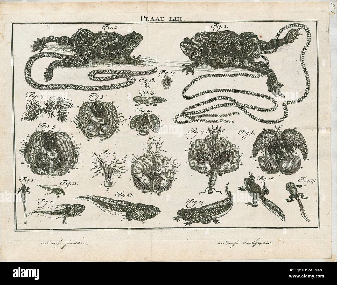 Bufo fuscus, Print, Bufo is a large genus of about 150 species of true ...