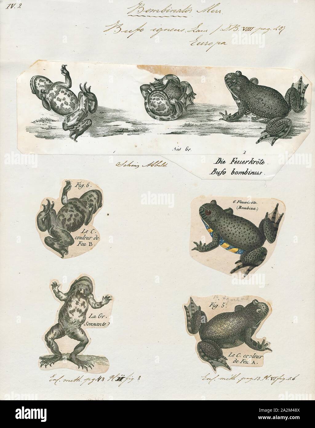Bufo igneus, Print, Bufo is a large genus of about 150 species of true ...