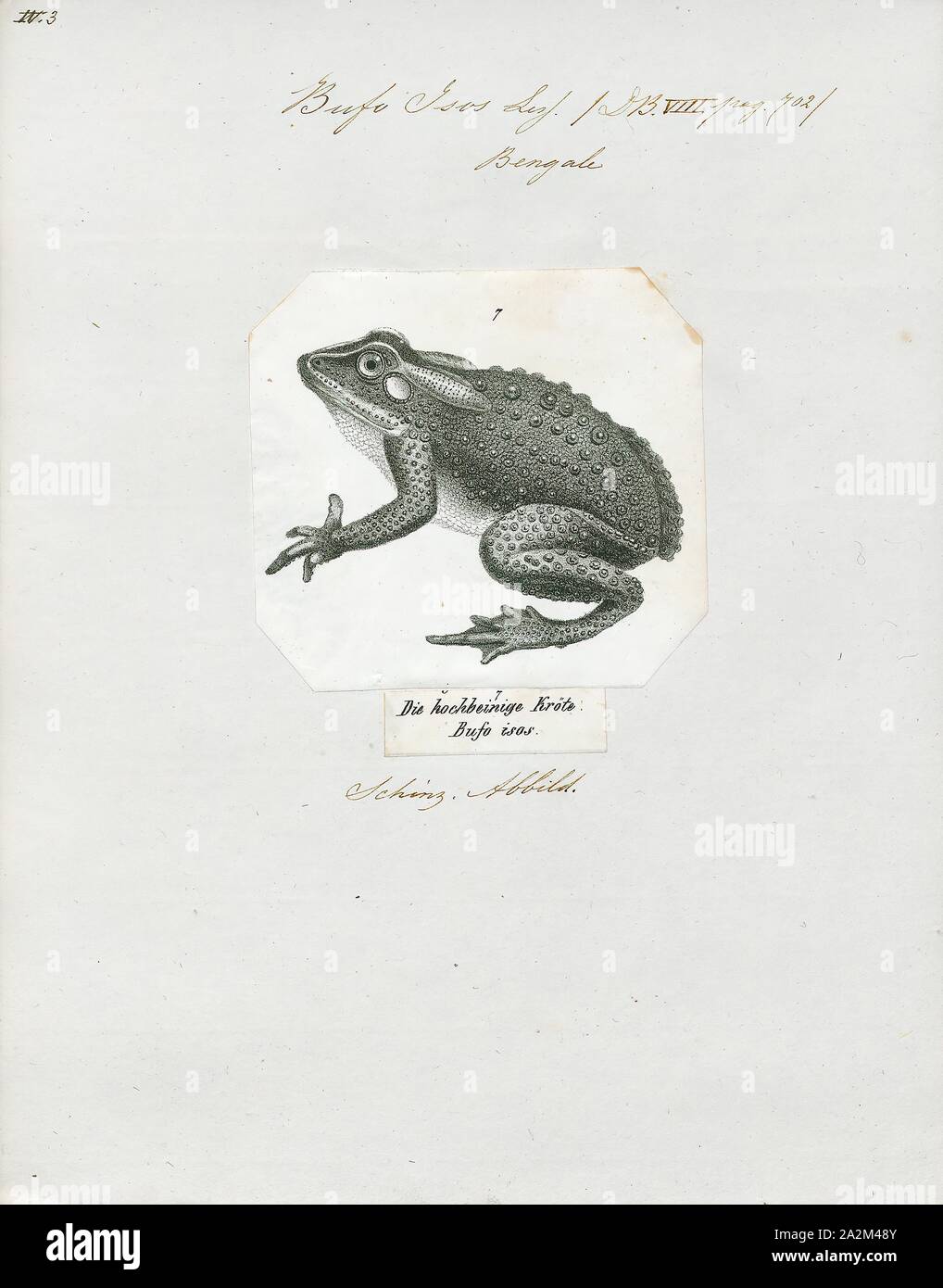 Bufo isos, Print, Bufo is a large genus of about 150 species of true ...