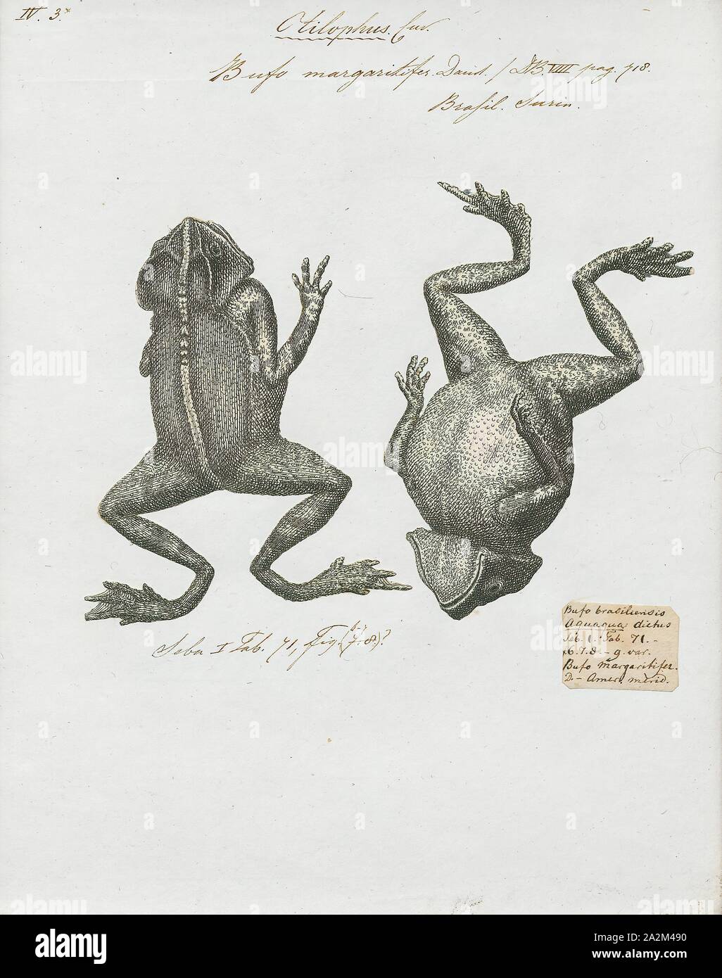 Bufo margaritifer, Print, The South American common toad (Rhinella ...