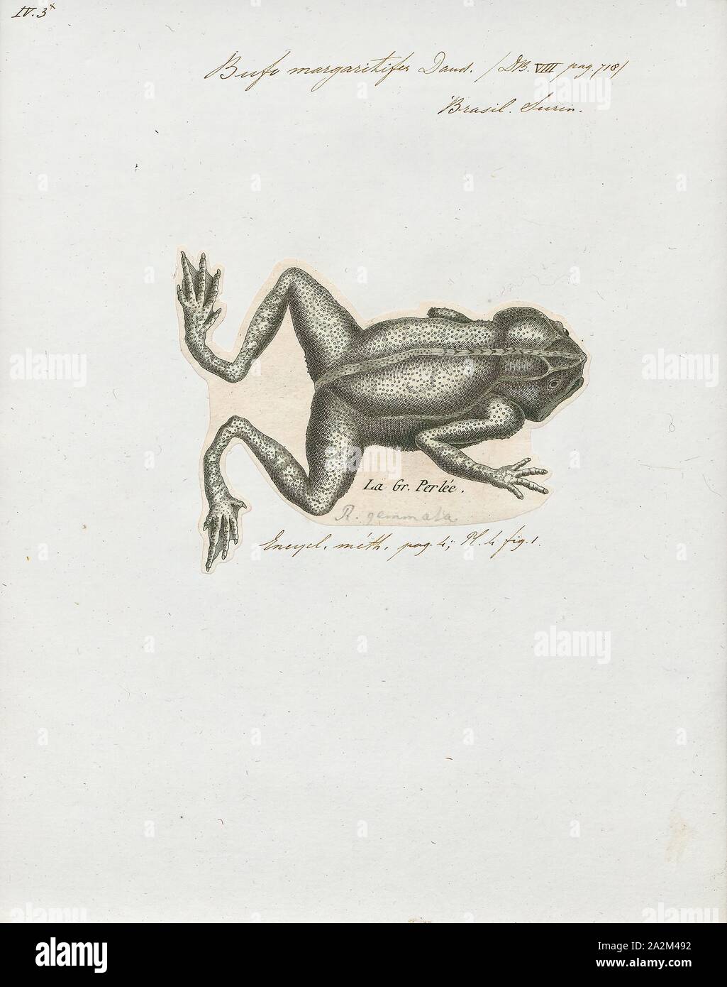 Sapo crestado hi-res stock photography and images - Alamy