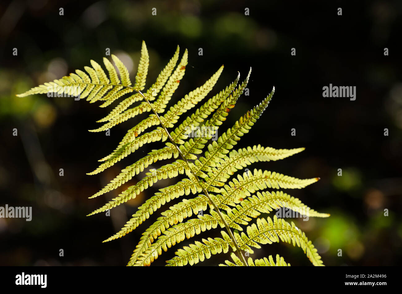 Polypodiopsida Stock Photos & Polypodiopsida Stock Images - Alamy