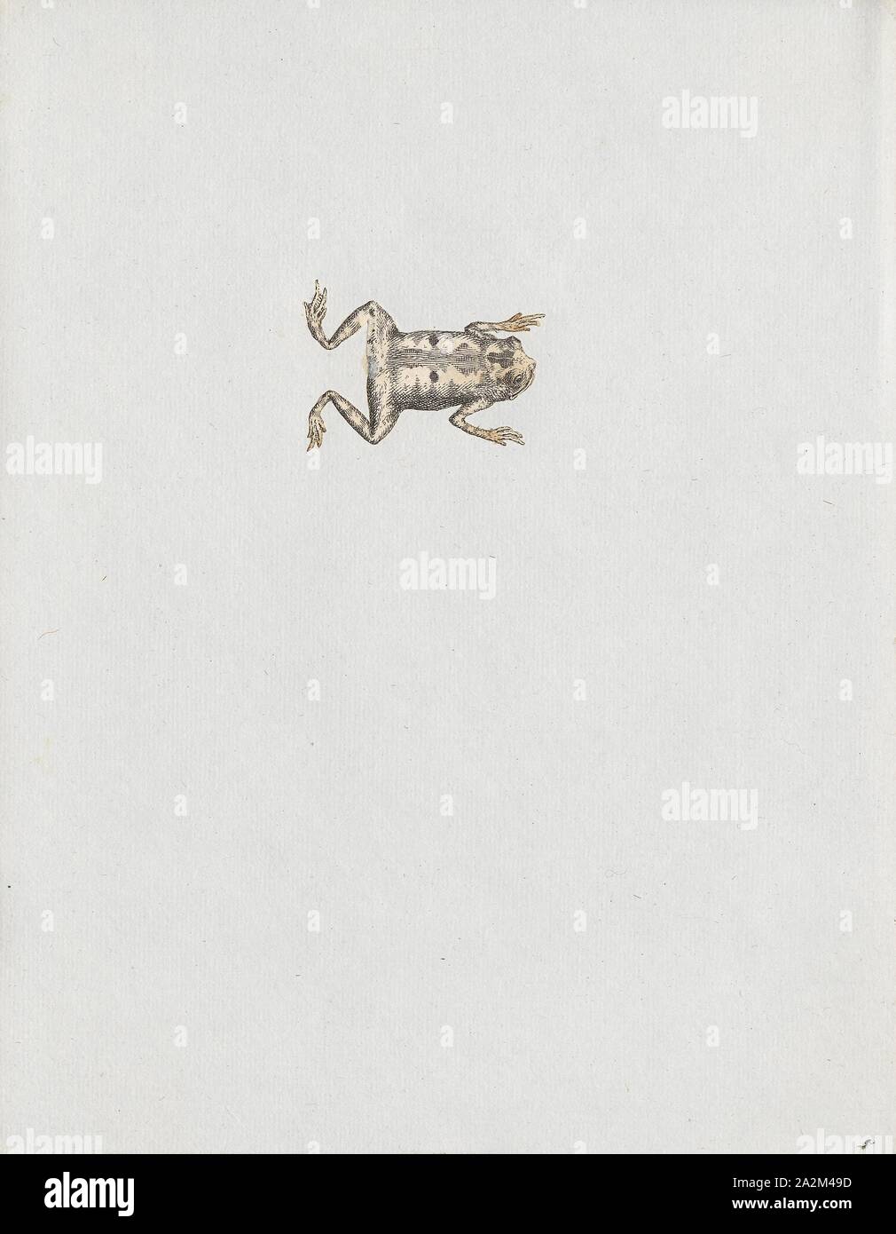 Bufo spec., Print, Bufo is a large genus of about 150 species of true ...