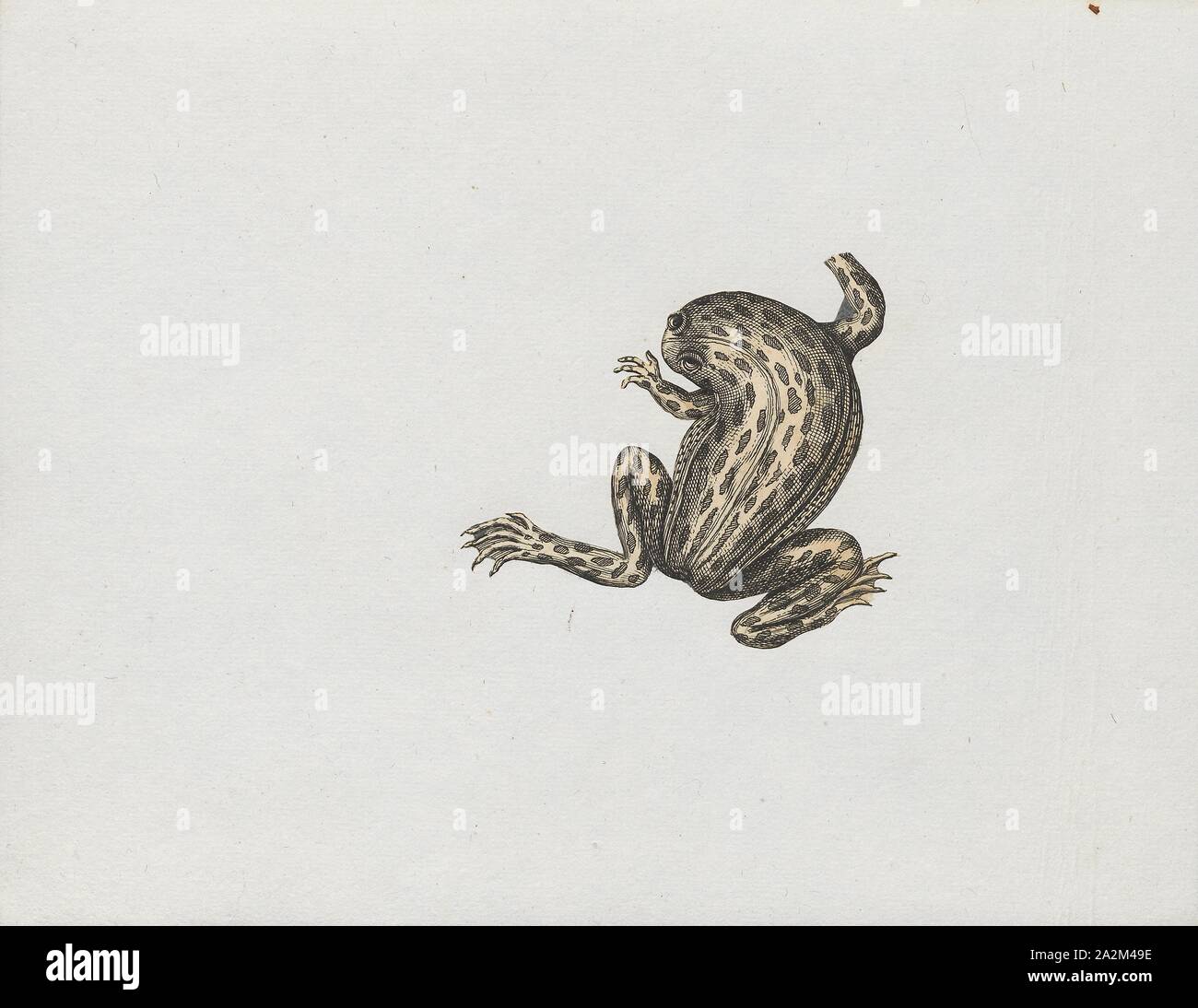 Bufo spec hi-res stock photography and images - Alamy