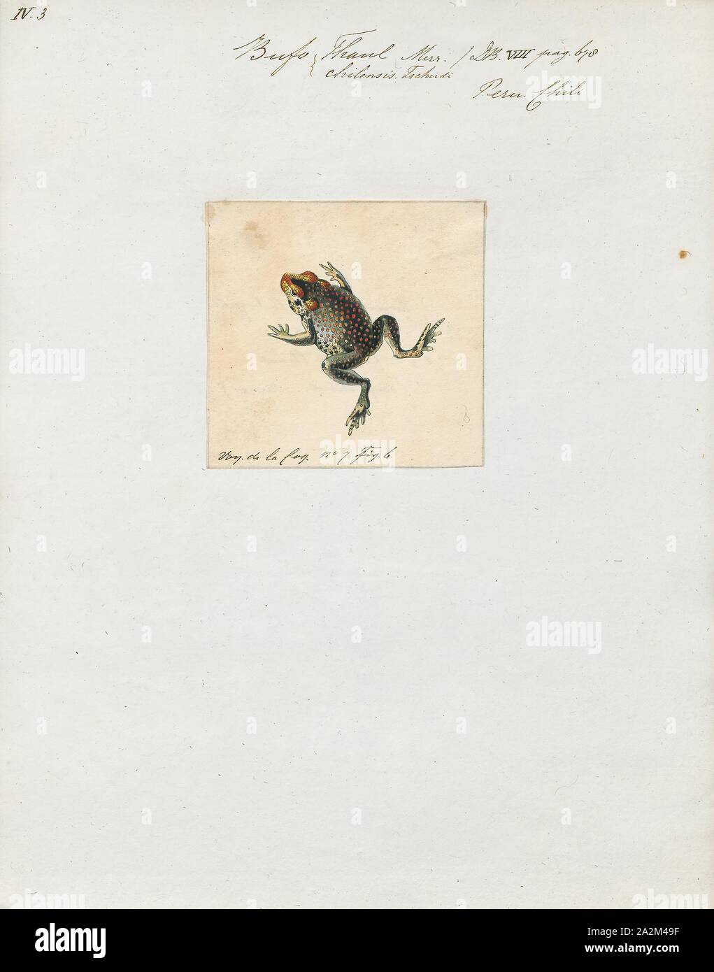 Bufo thaul, Print, Bufo is a large genus of about 150 species of true ...