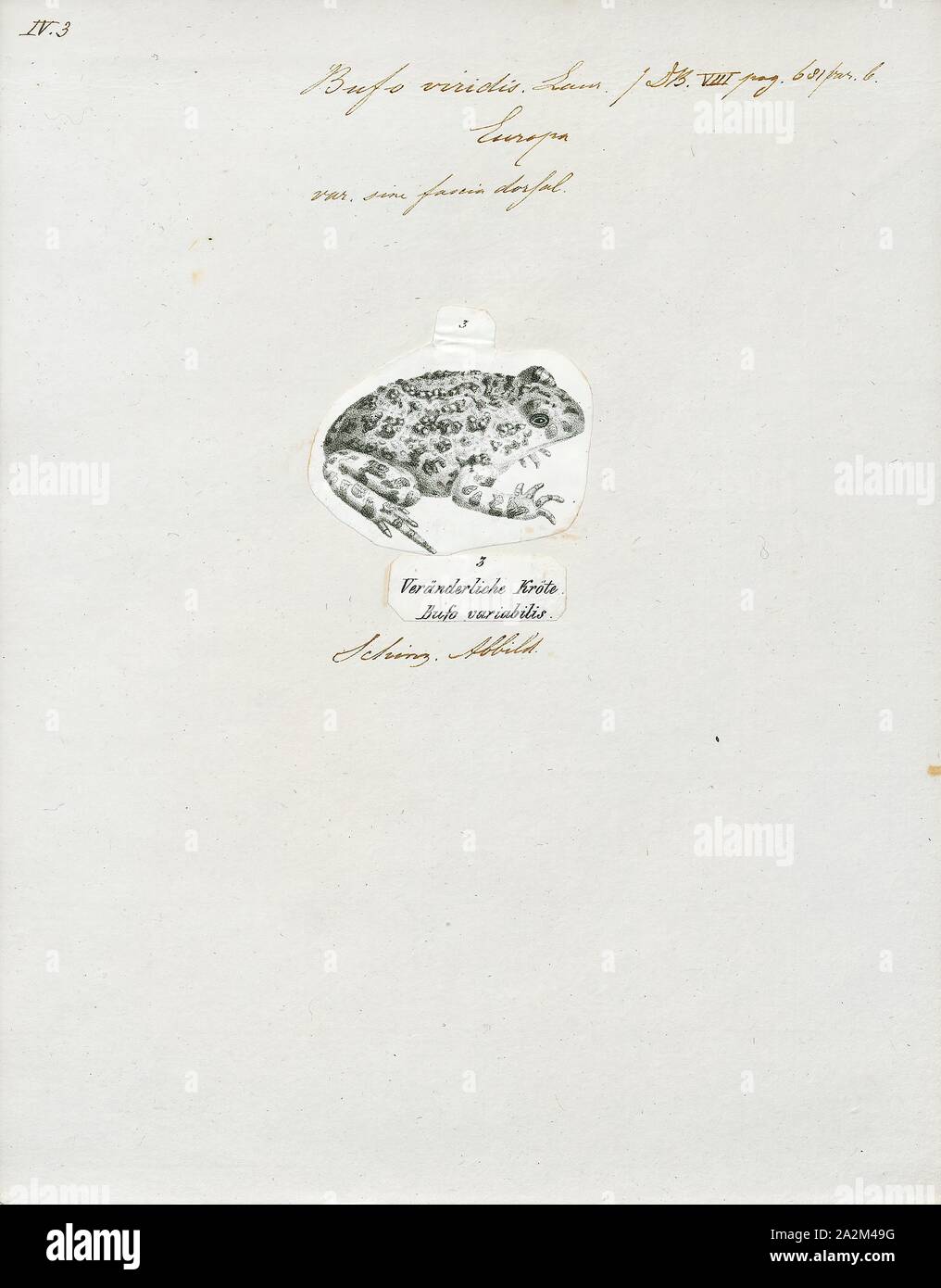 Bufo variabilis, Print, Bufo is a large genus of about 150 species of ...