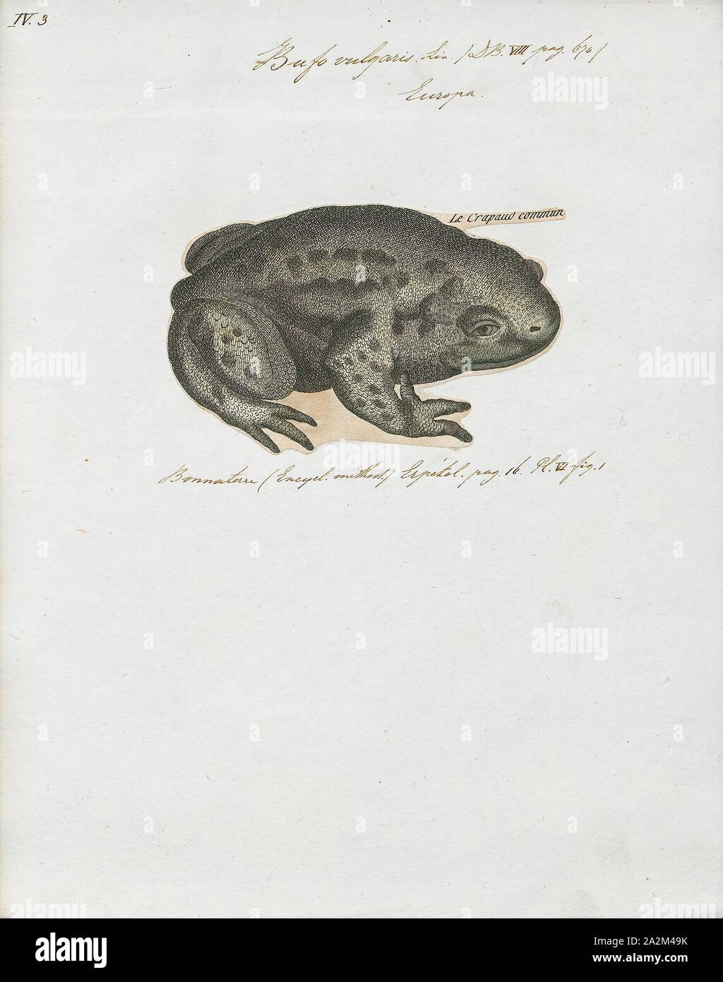 Bufo vulgaris, Print, Bufo is a large genus of about 150 species of ...