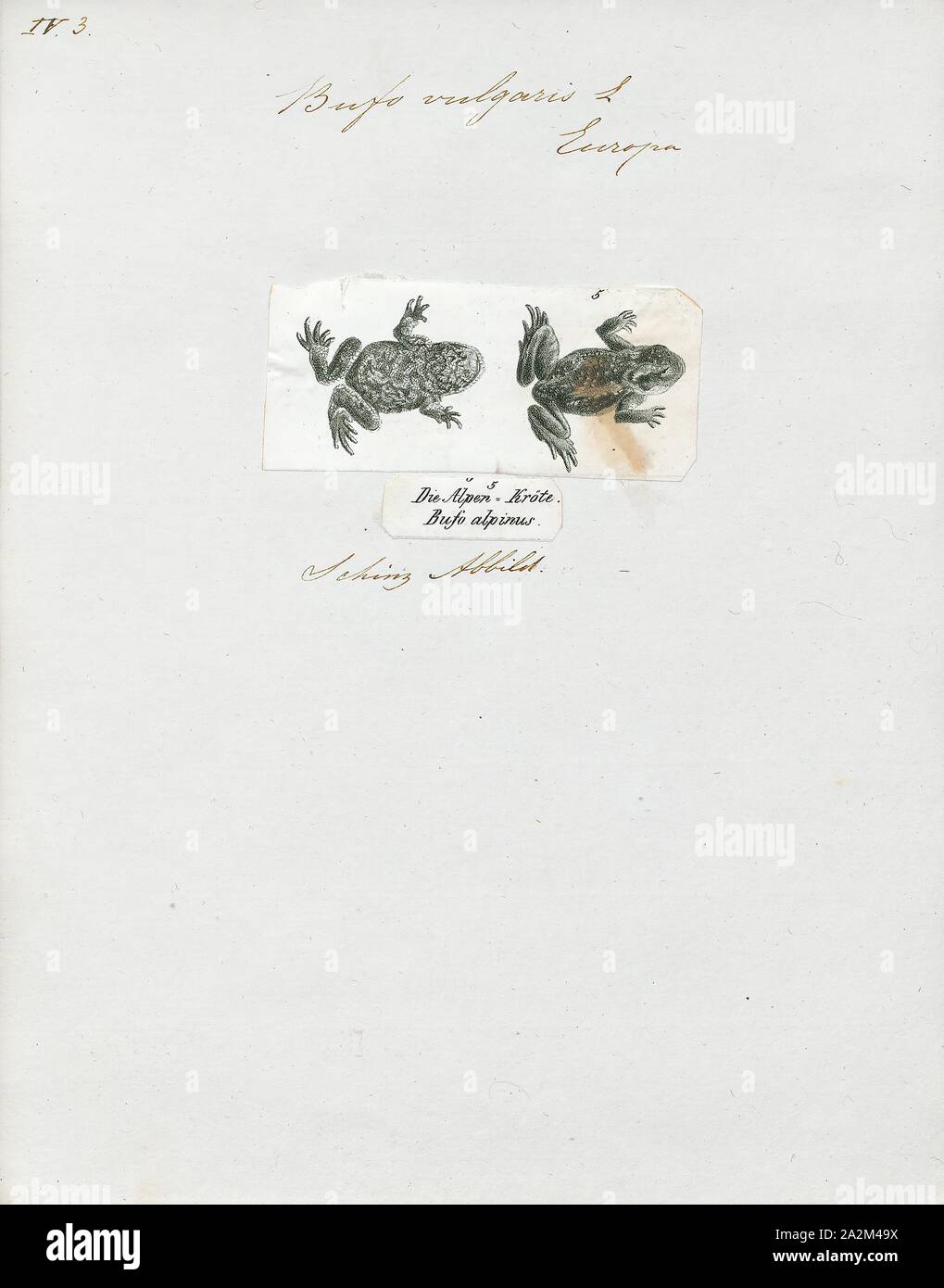 Bufo vulgaris, Print, Bufo is a large genus of about 150 species of ...