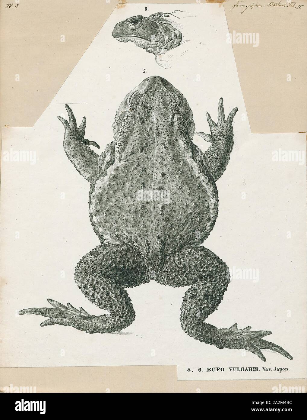 Bufo vulgaris, Print, Bufo is a large genus of about 150 species of ...