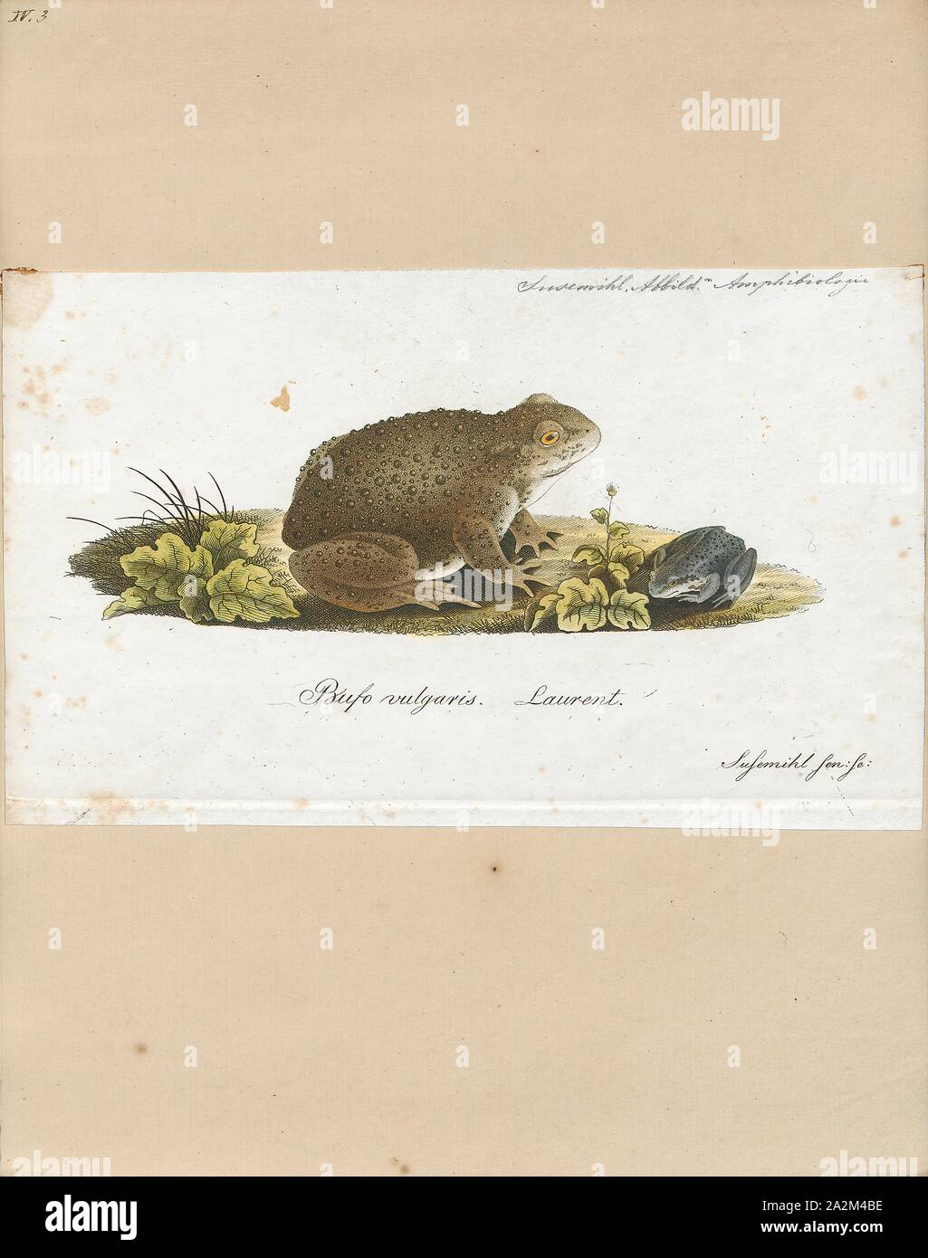 Bufo vulgaris, Print, Bufo is a large genus of about 150 species of ...