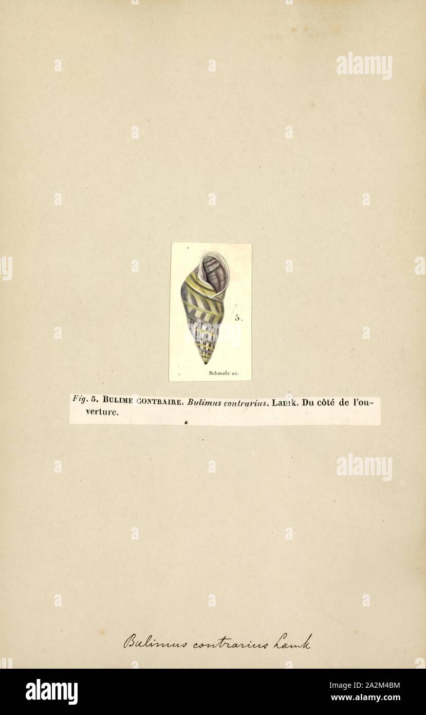 Bulimus hi-res stock photography and images - Alamy