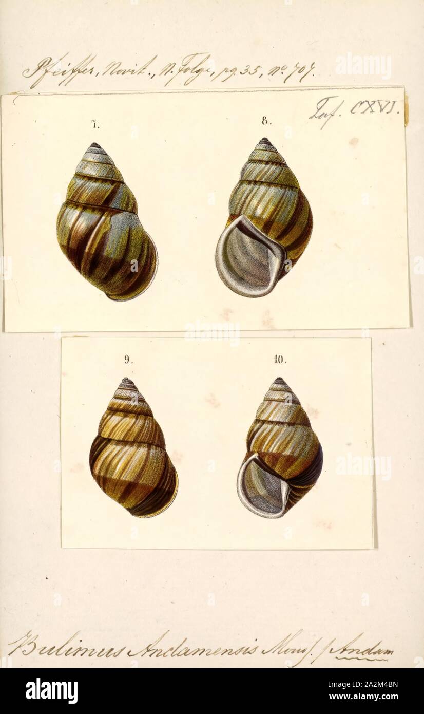 Bulimus hi-res stock photography and images - Alamy