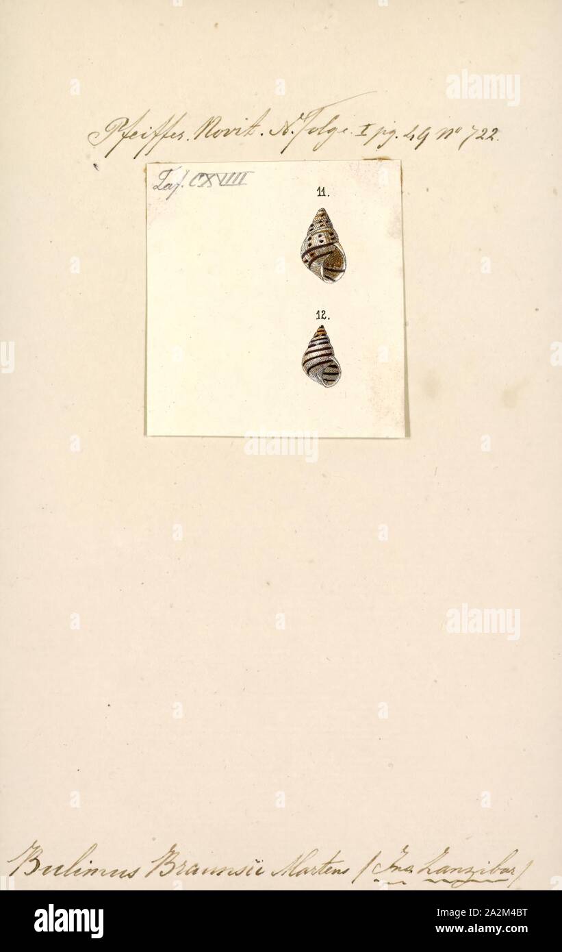 Bulimus hi-res stock photography and images - Alamy