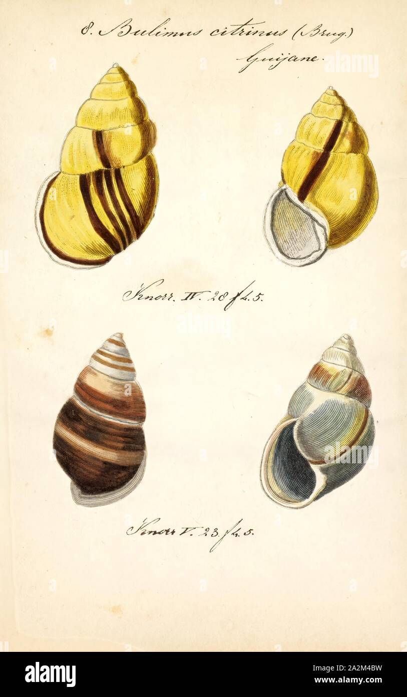 Bulimus hi-res stock photography and images - Alamy