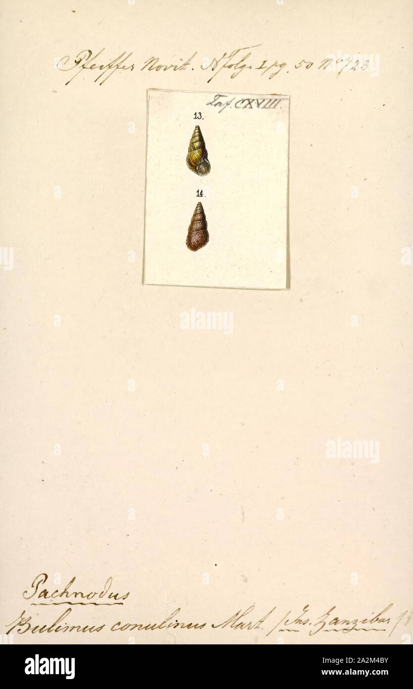 Bulimus High Resolution Stock Photography and Images - Alamy