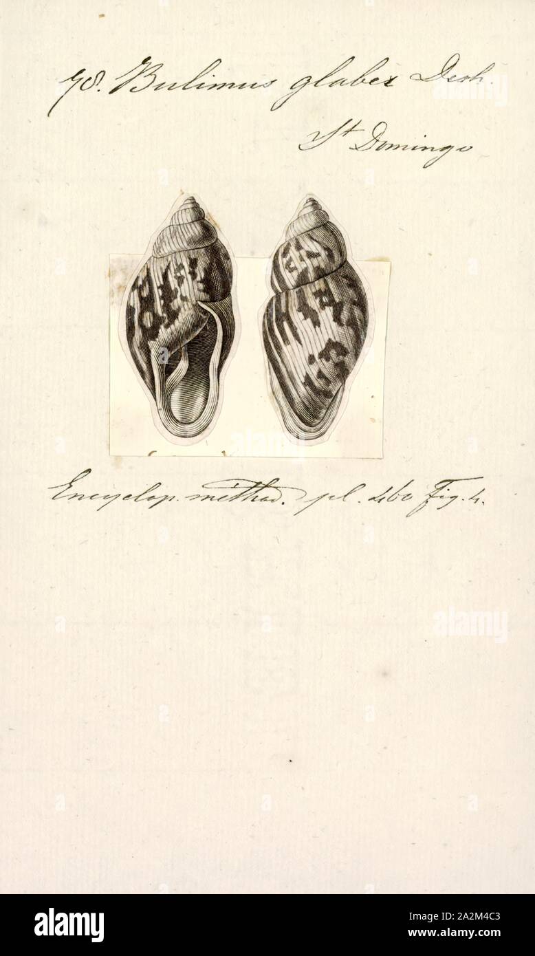 Bulimus High Resolution Stock Photography and Images - Alamy