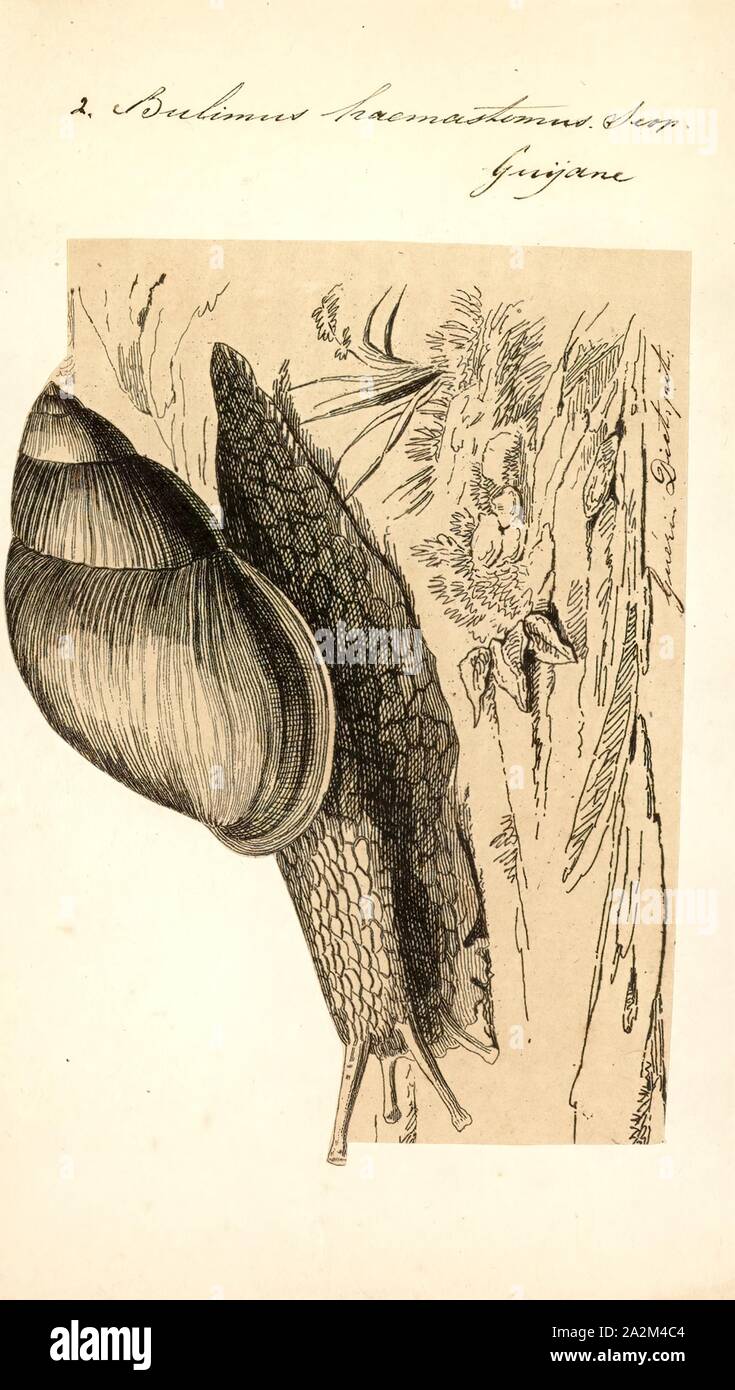 Bulimus haemastomus hi-res stock photography and images - Alamy