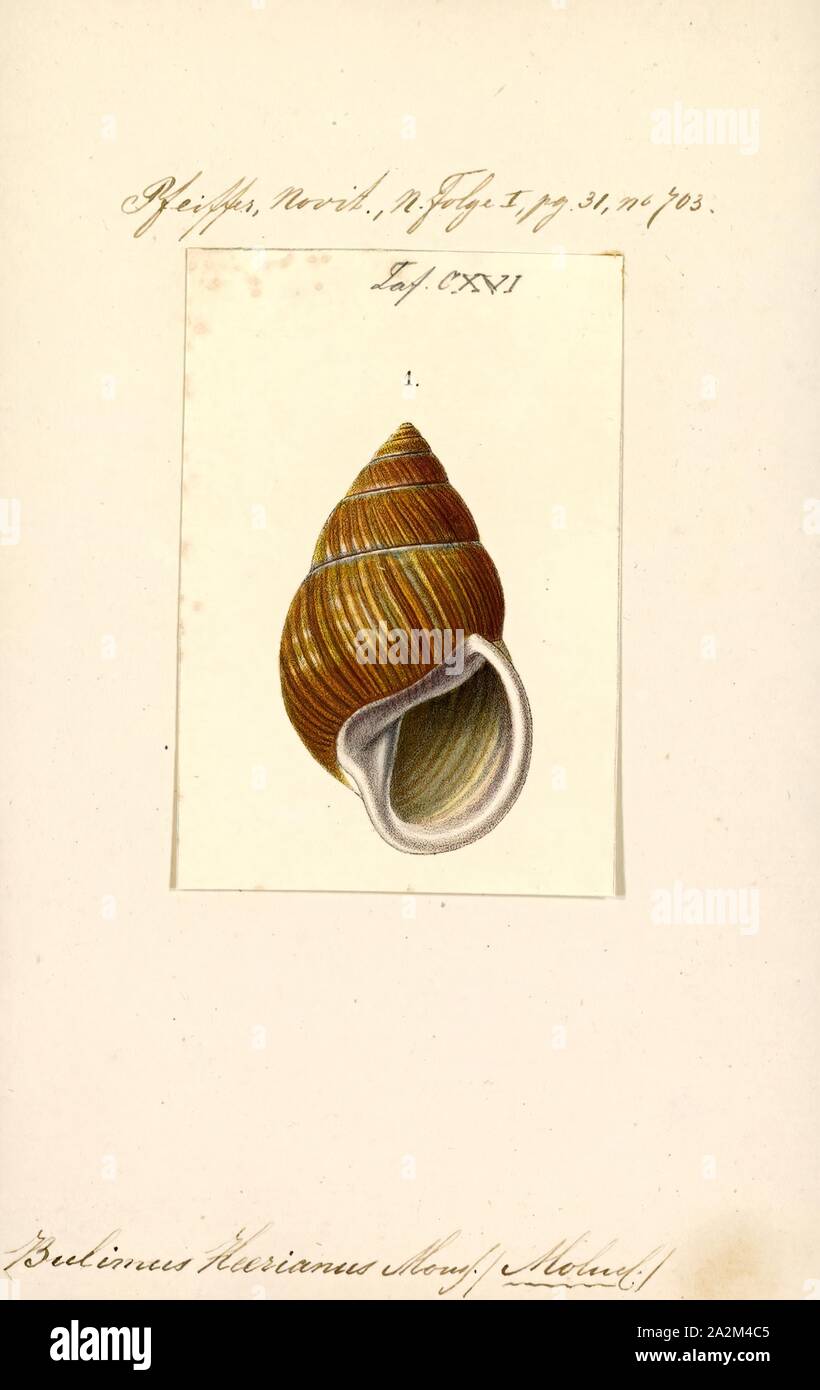 Bulimus hi-res stock photography and images - Alamy