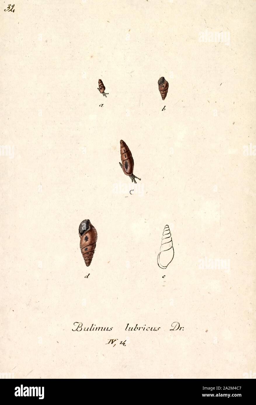 Bulimus lubricus, Print Stock Photo - Alamy