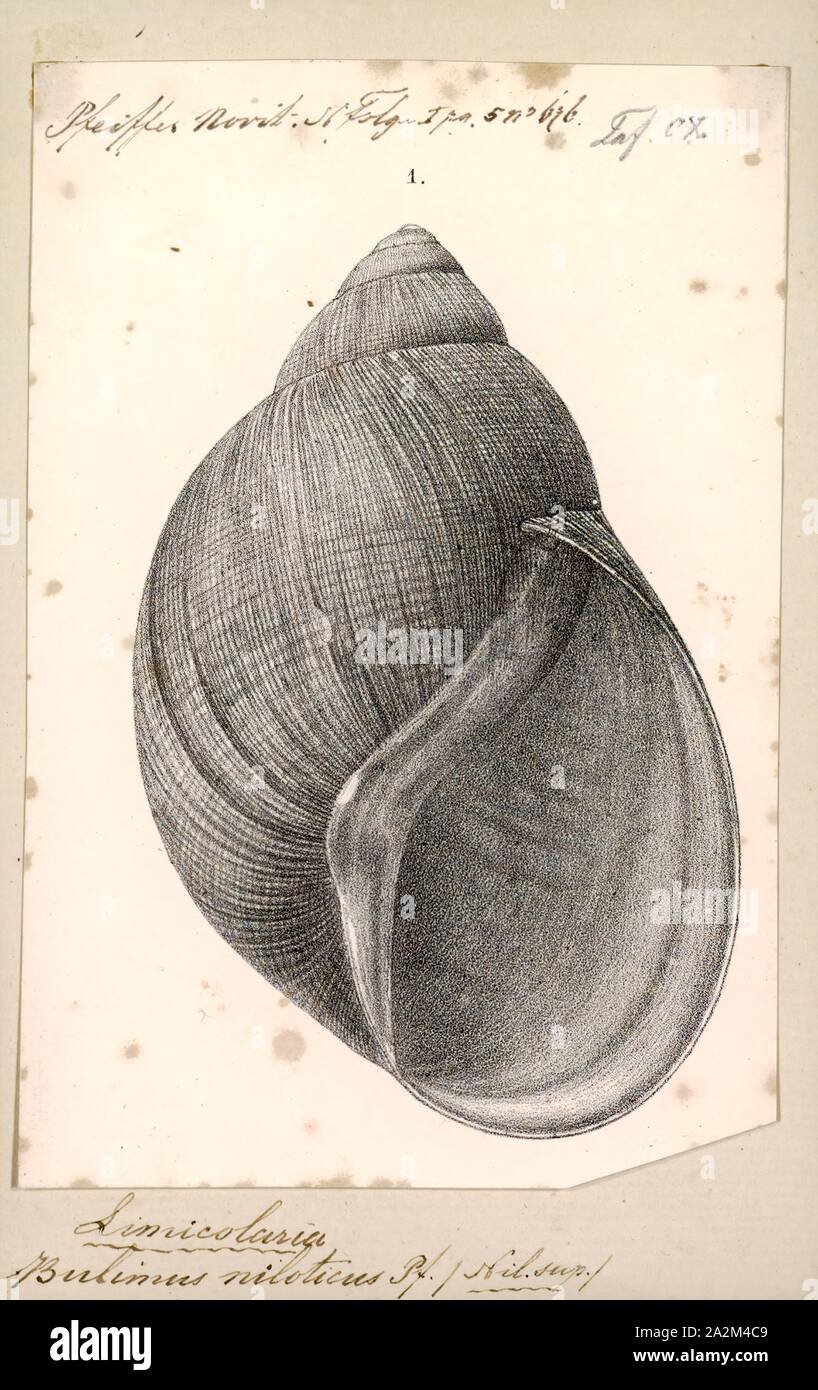 Bulimus niloticus hi-res stock photography and images - Alamy