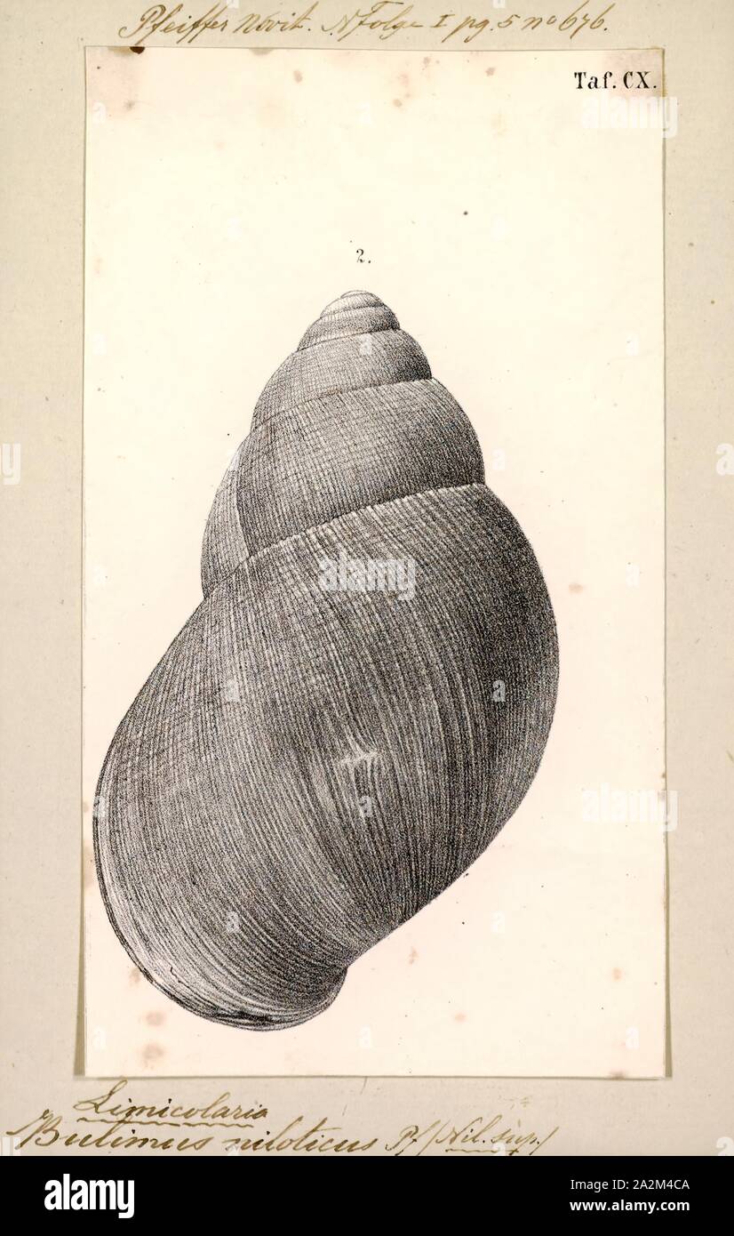 Bulimus hi-res stock photography and images - Alamy