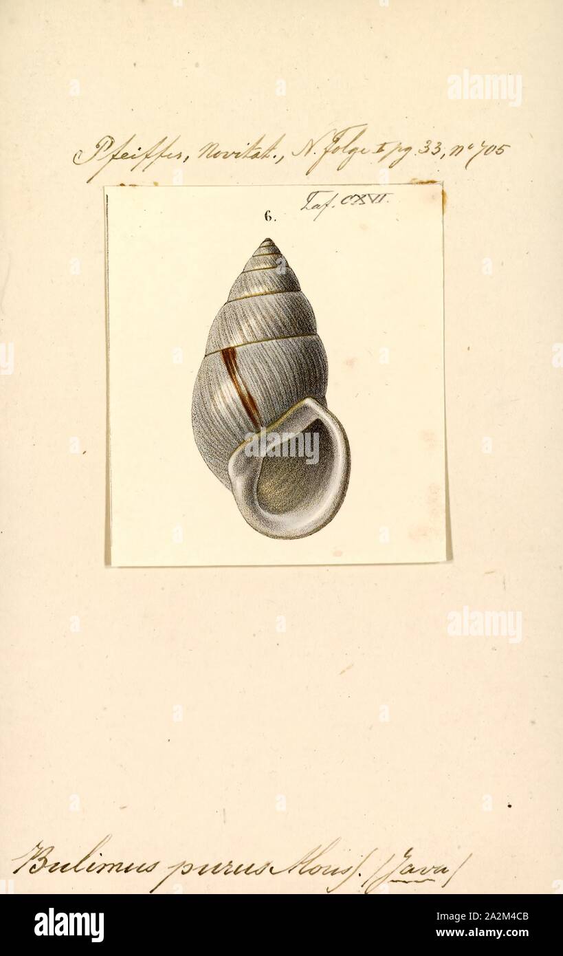 Bulimus hi-res stock photography and images - Alamy