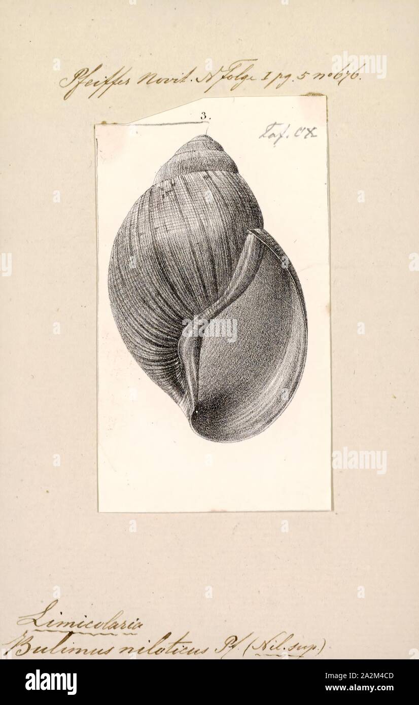 Bulimus niloticus hi-res stock photography and images - Alamy