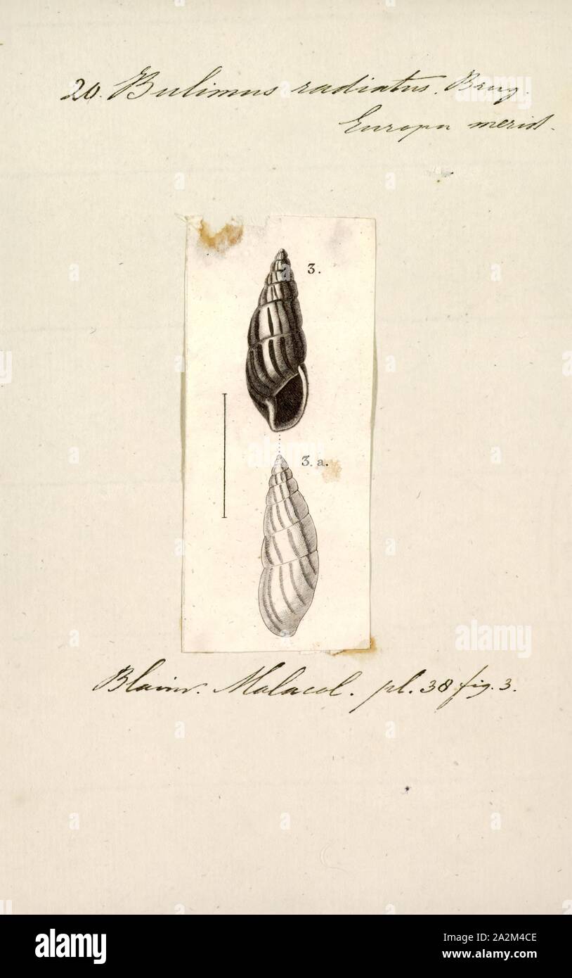 Bulimus radiatus hi-res stock photography and images - Alamy