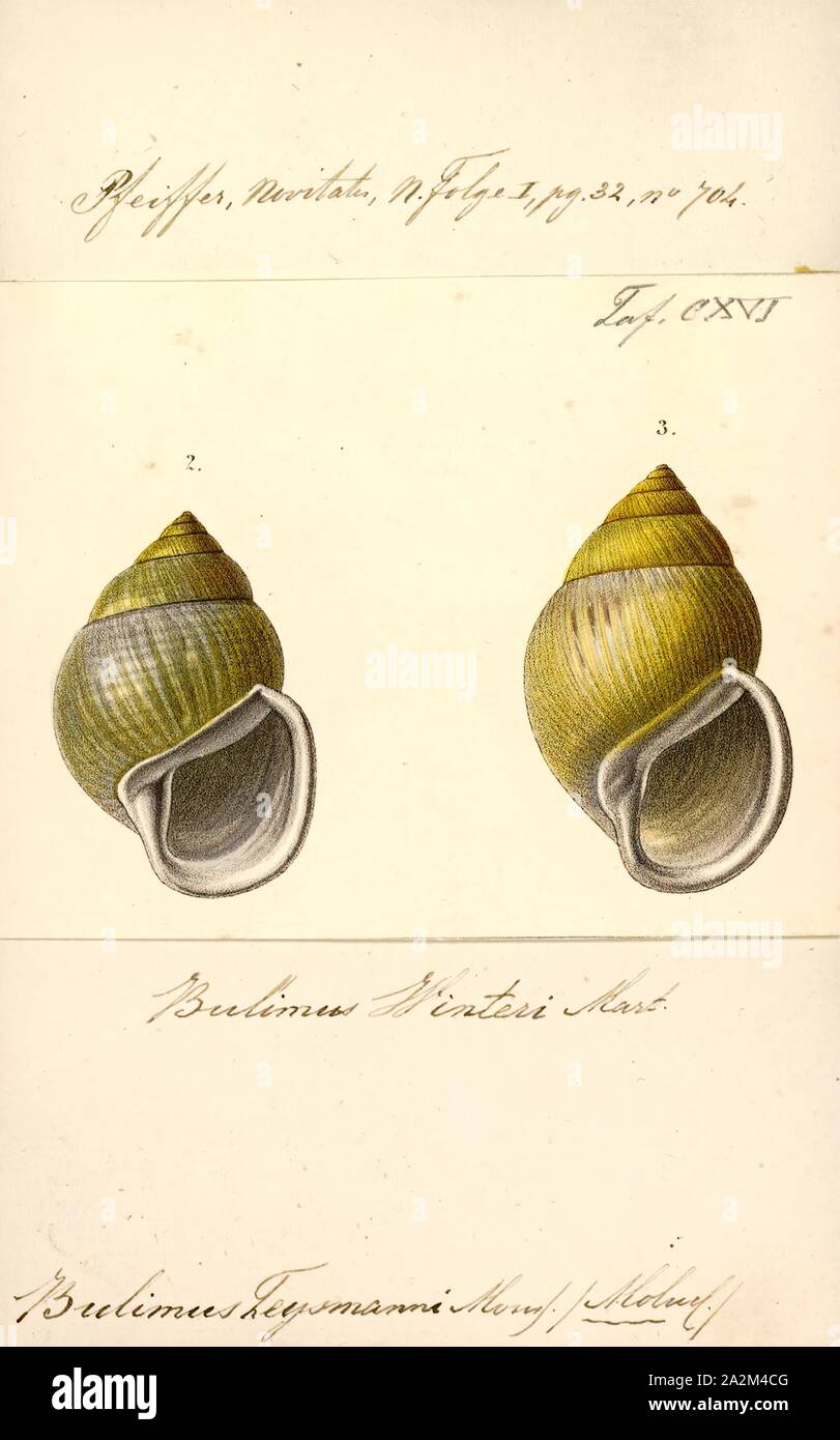 Bulimus teysmanni, Print Stock Photo - Alamy