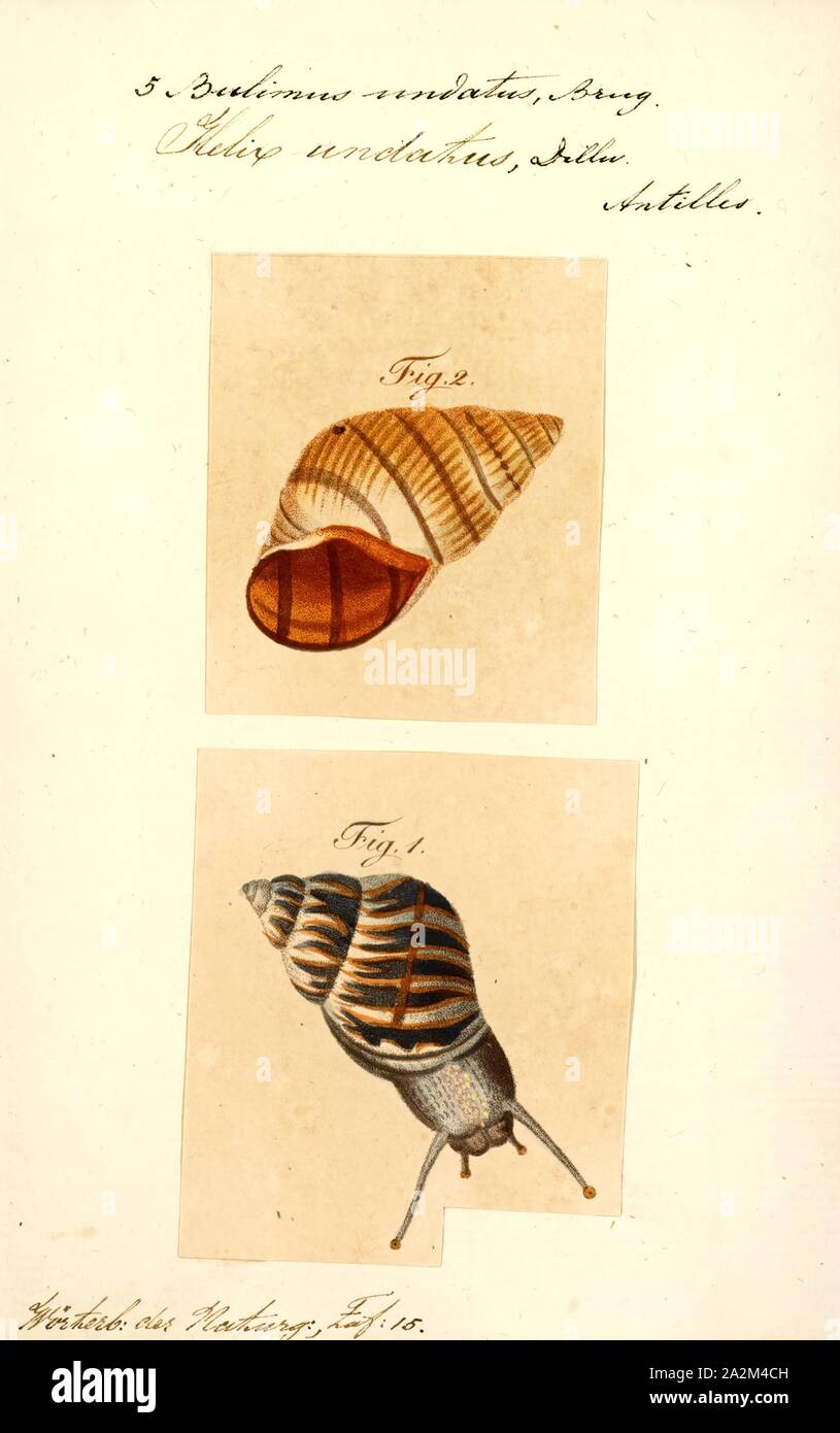 Bulimus undatus, Print Stock Photo - Alamy