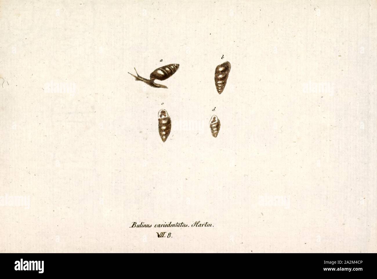 Bulinus variedentatus, Print, Bulinus is a genus of small tropical ...