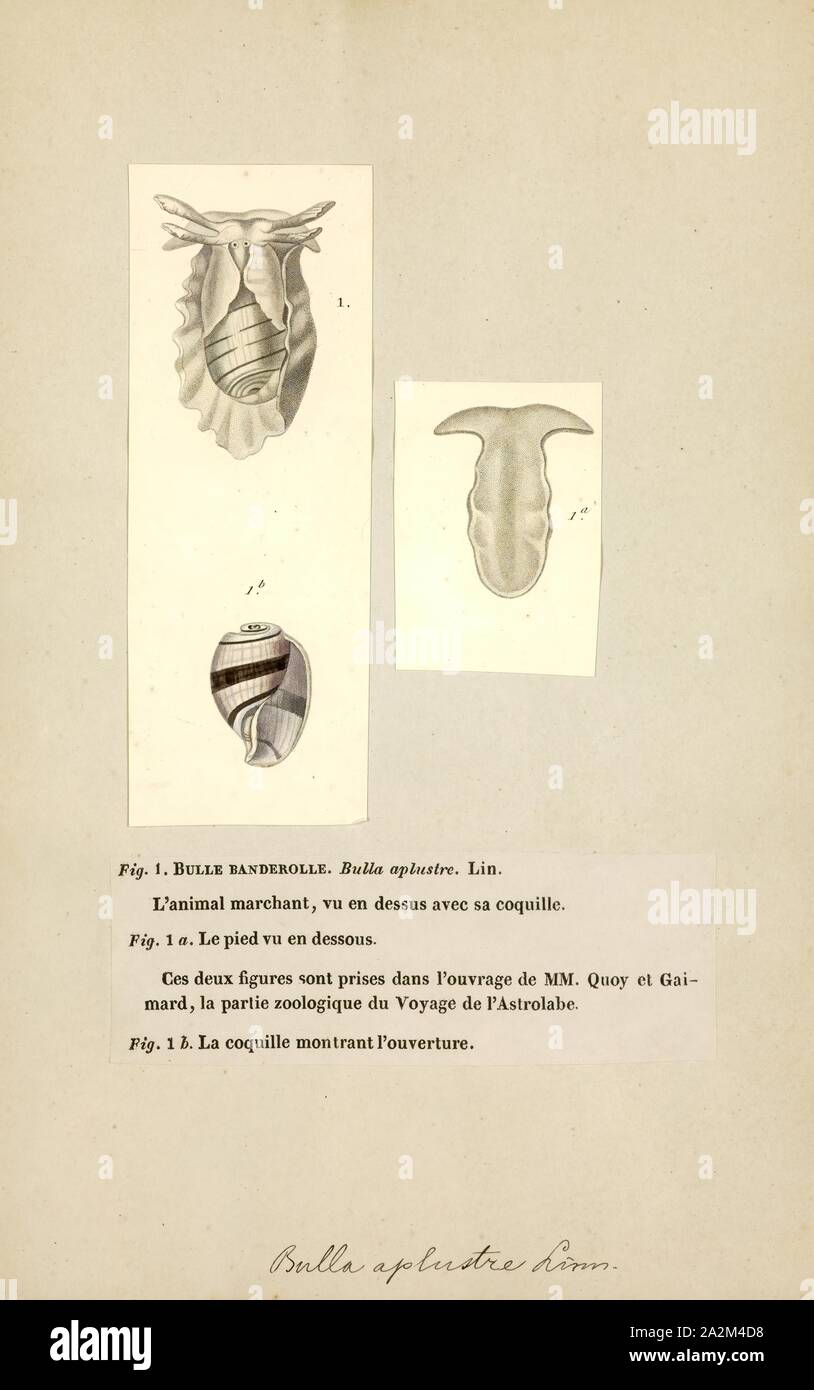 Bullae hi-res stock photography and images - Alamy