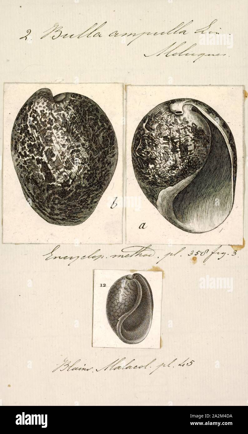 Bulla ampulla hi-res stock photography and images - Alamy