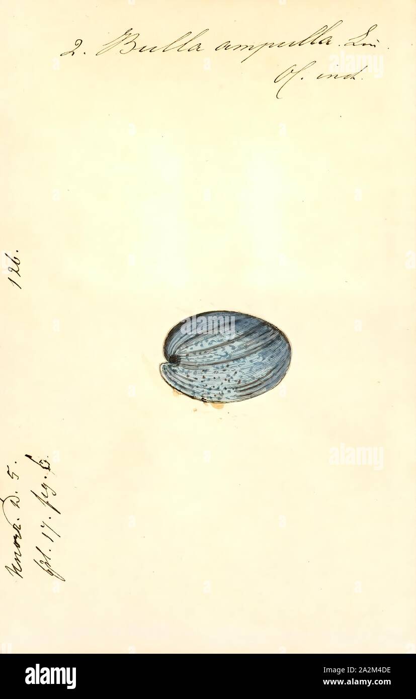 Bulla ampulla, Print, Bulla (plural bullae) is Latin for bubble Stock ...