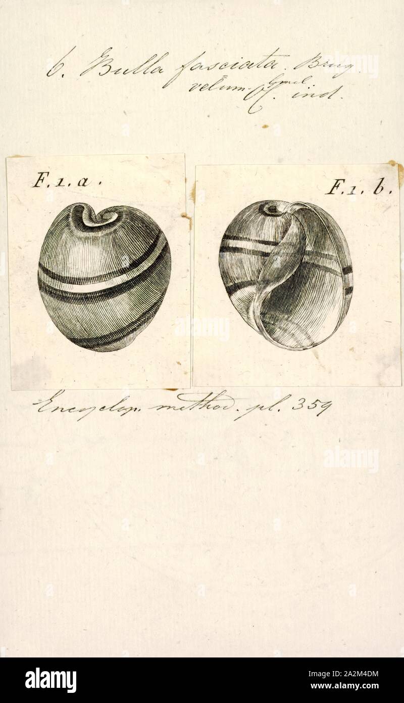 Bulla fasciata, Print, Bulla (plural bullae) is Latin for bubble Stock ...