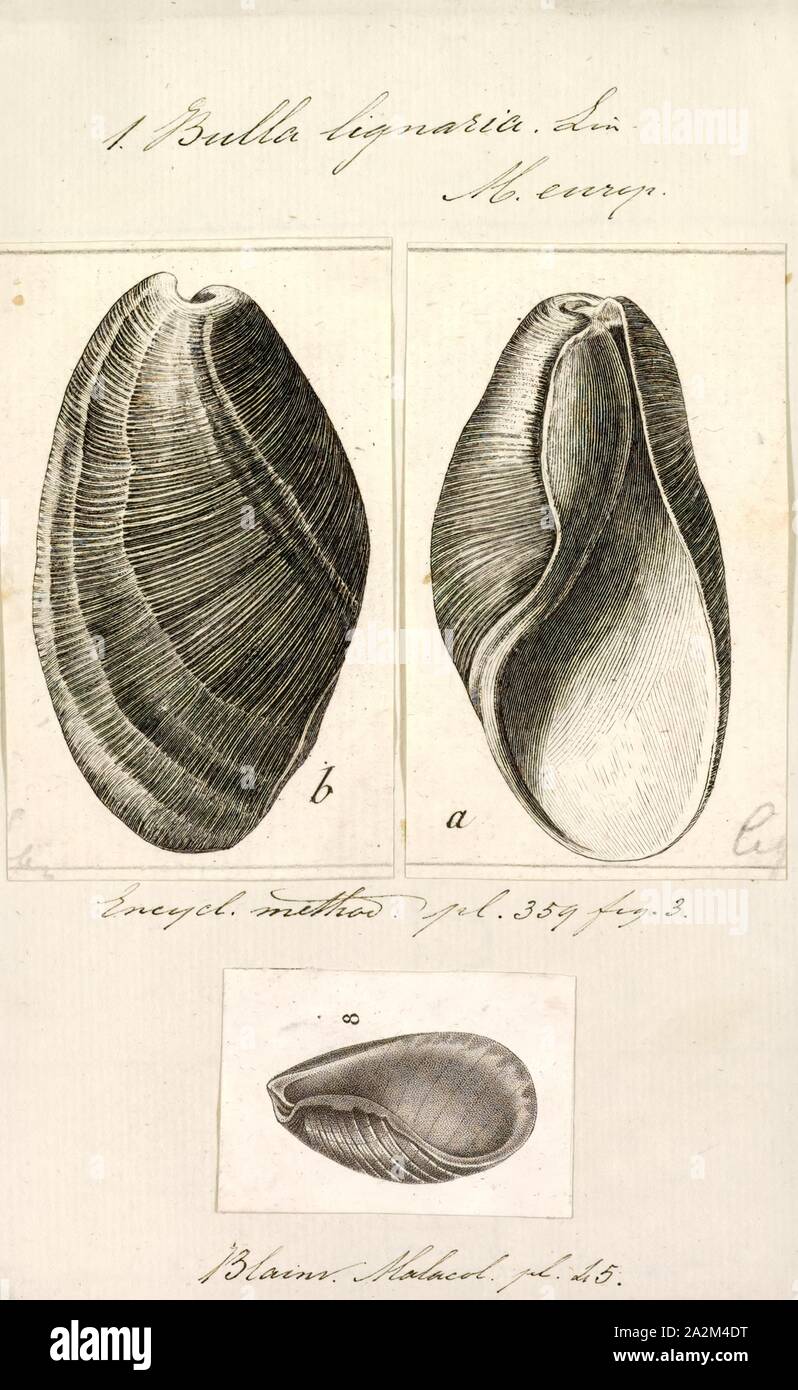 Bulla lignaria, Print, Bulla (plural bullae) is Latin for bubble Stock ...