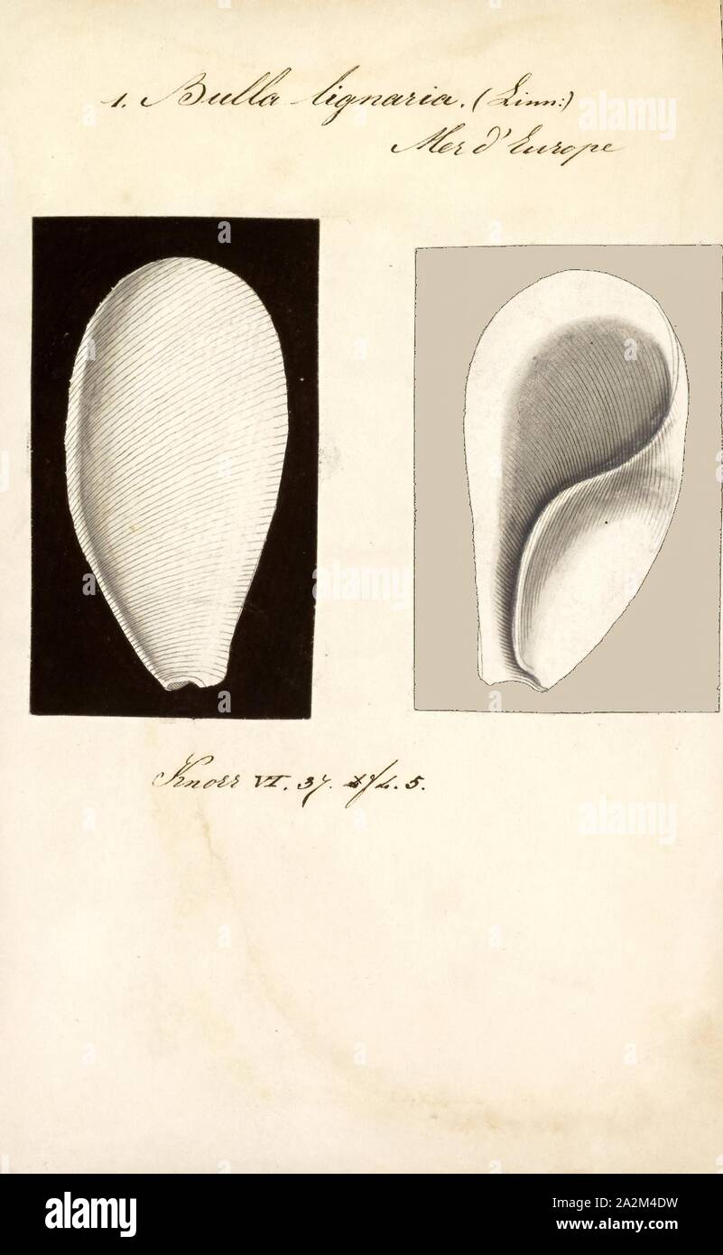 Bulla lignaria, Print, Bulla (plural bullae) is Latin for bubble Stock ...