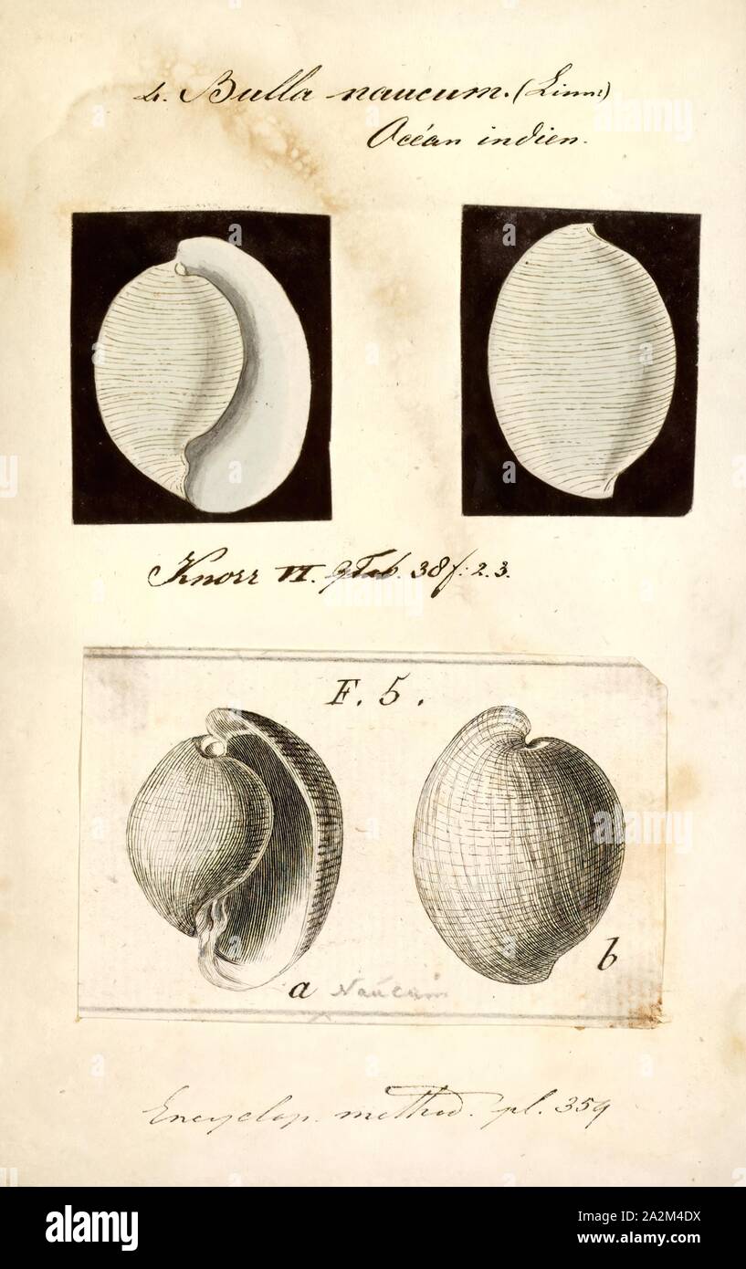 Bulla naucum, Print, Bulla (plural bullae) is Latin for bubble Stock ...