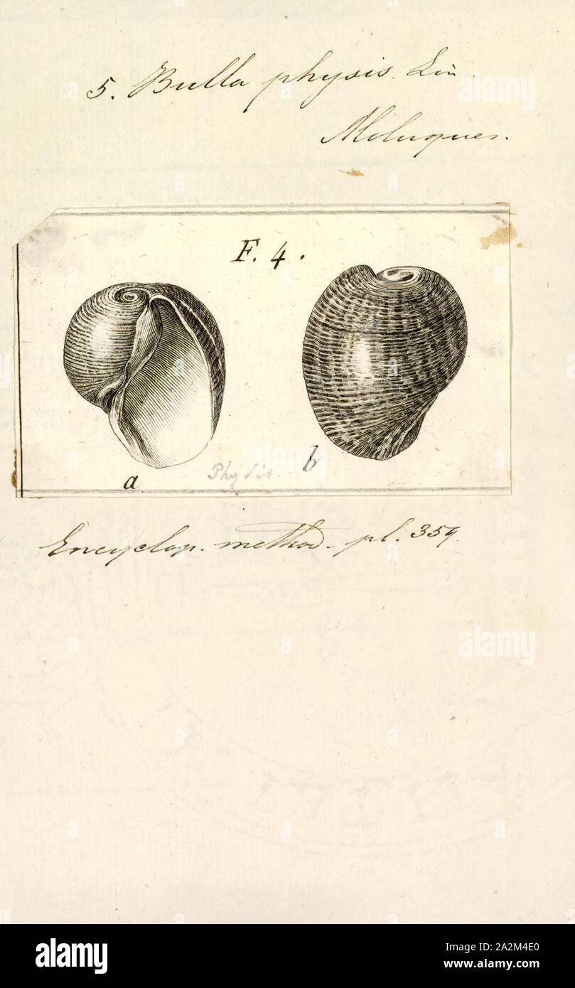 Bullae hi-res stock photography and images - Alamy