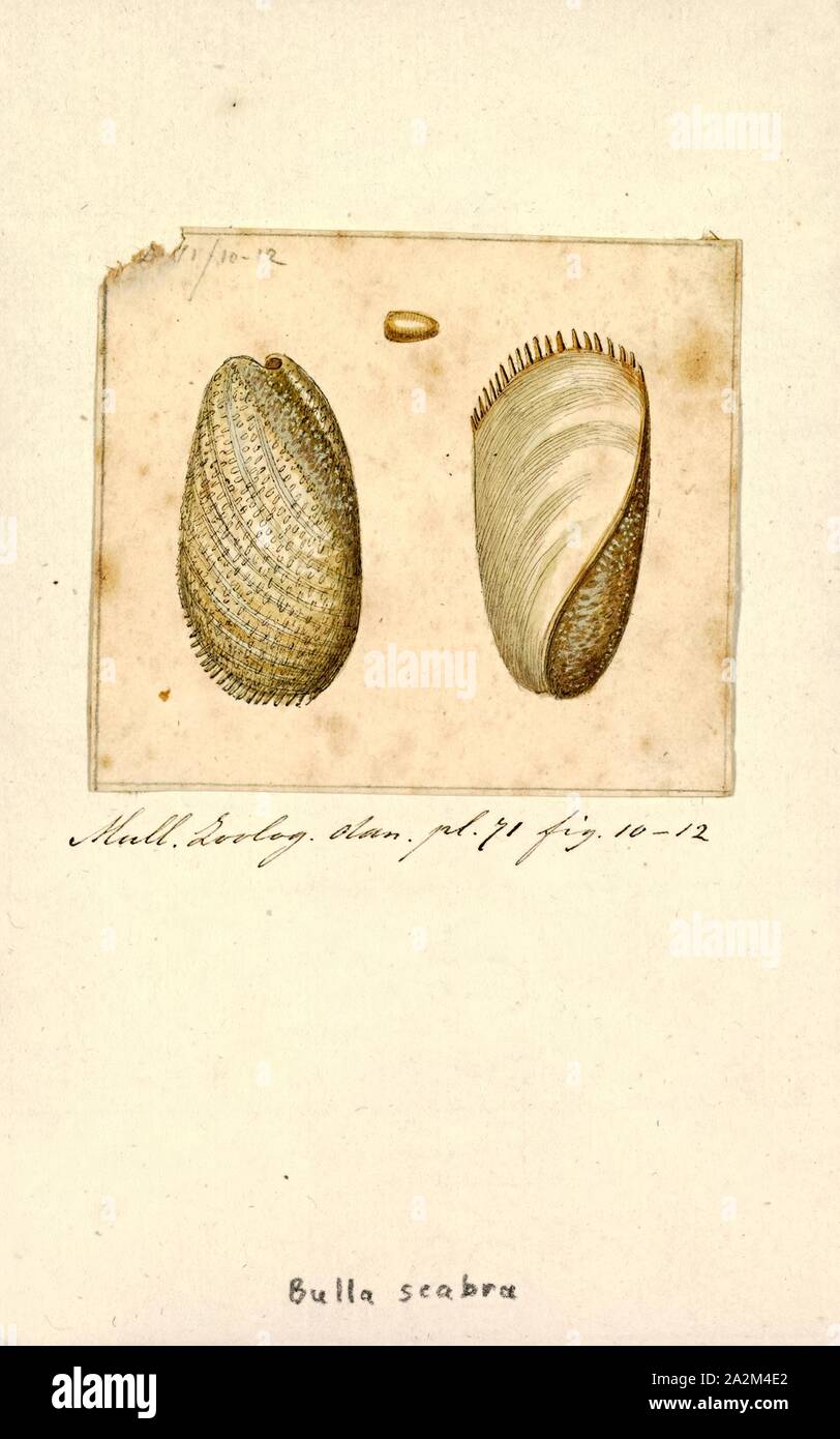 Bullae hi-res stock photography and images - Alamy