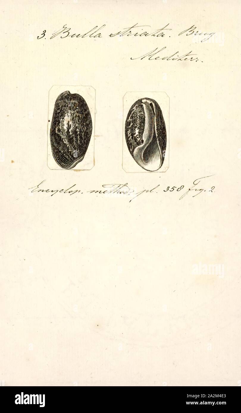 Bubble snails hi-res stock photography and images - Alamy