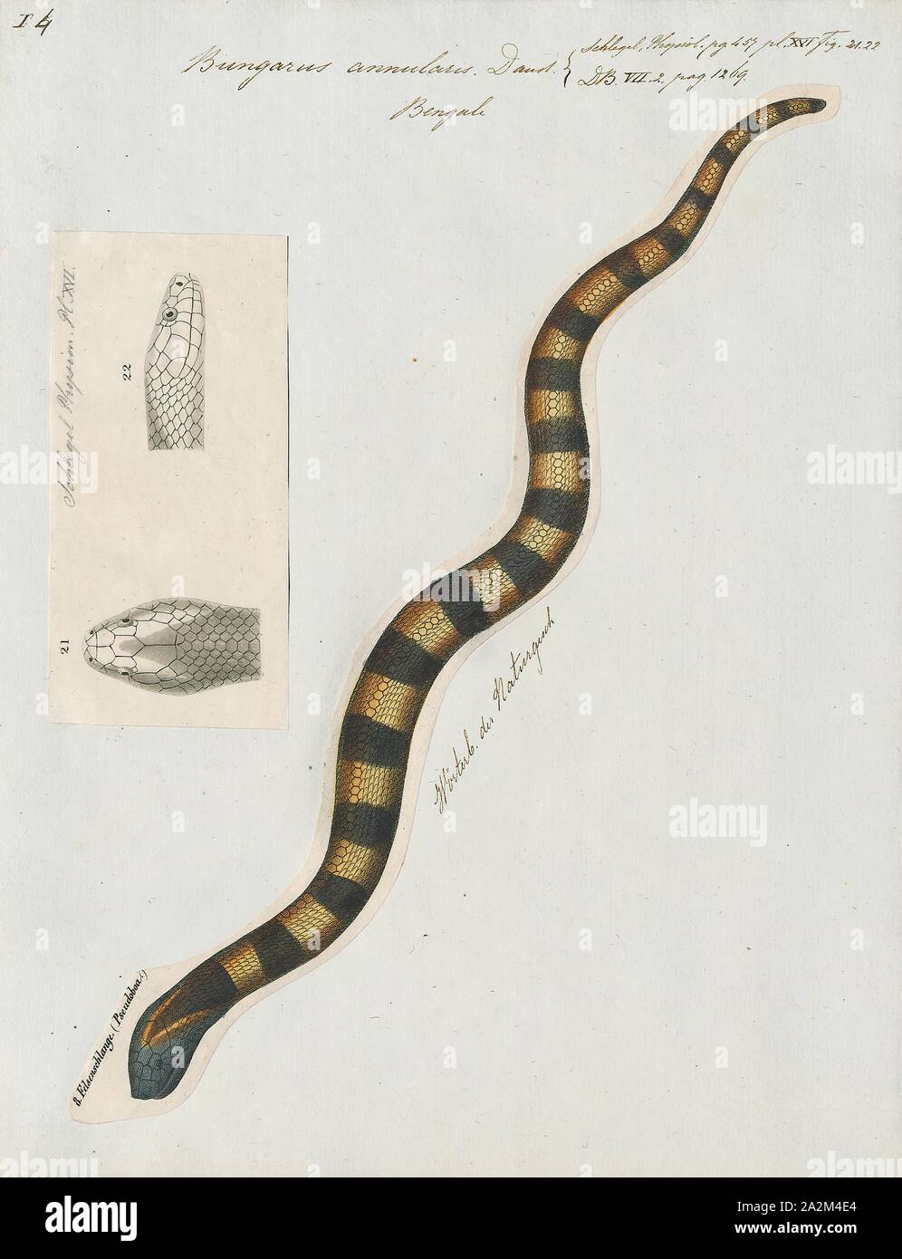 Venomous snakes of asia hi-res stock photography and images - Alamy