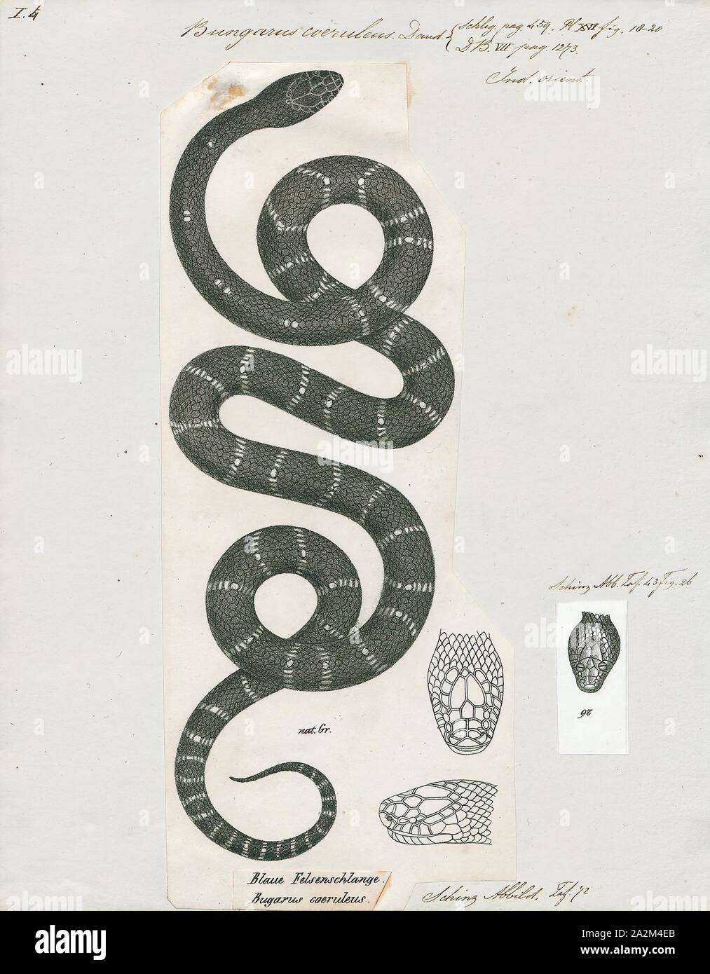 Bungarus coeruleus hi-res stock photography and images - Alamy