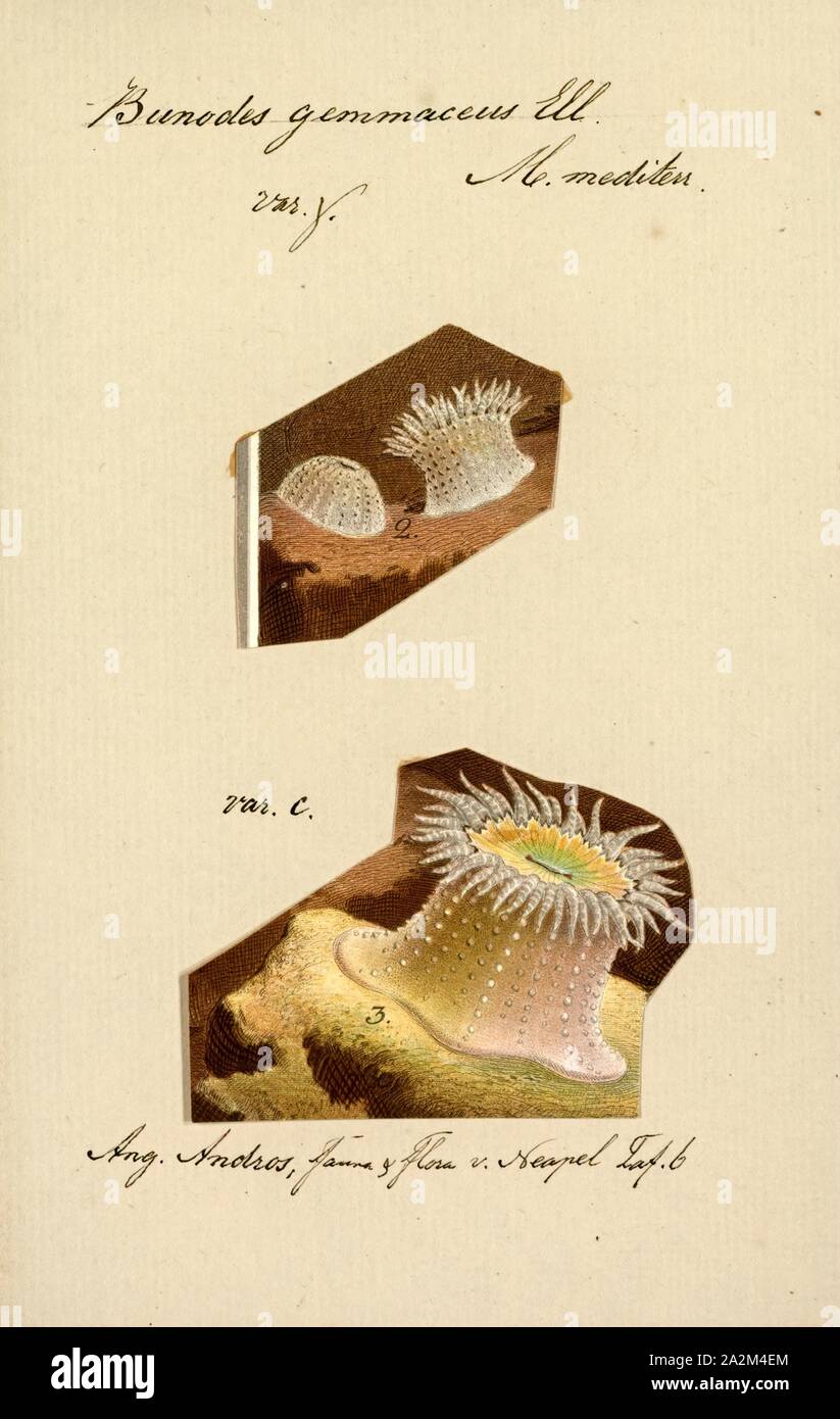 Gem sea anemone hi-res stock photography and images - Alamy