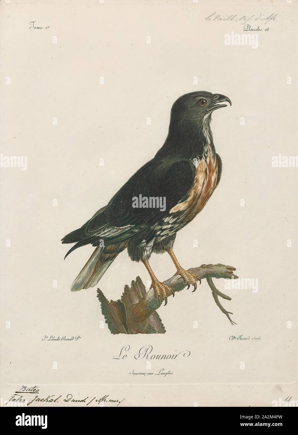 Buteo jackal, Print, Buteo is a genus of medium to fairly large, wide ...