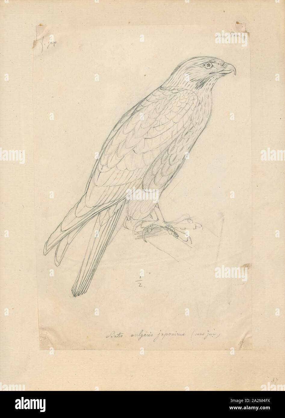 Buteo japonicus, Print, The Eastern buzzard or Japanese buzzard (Buteo ...