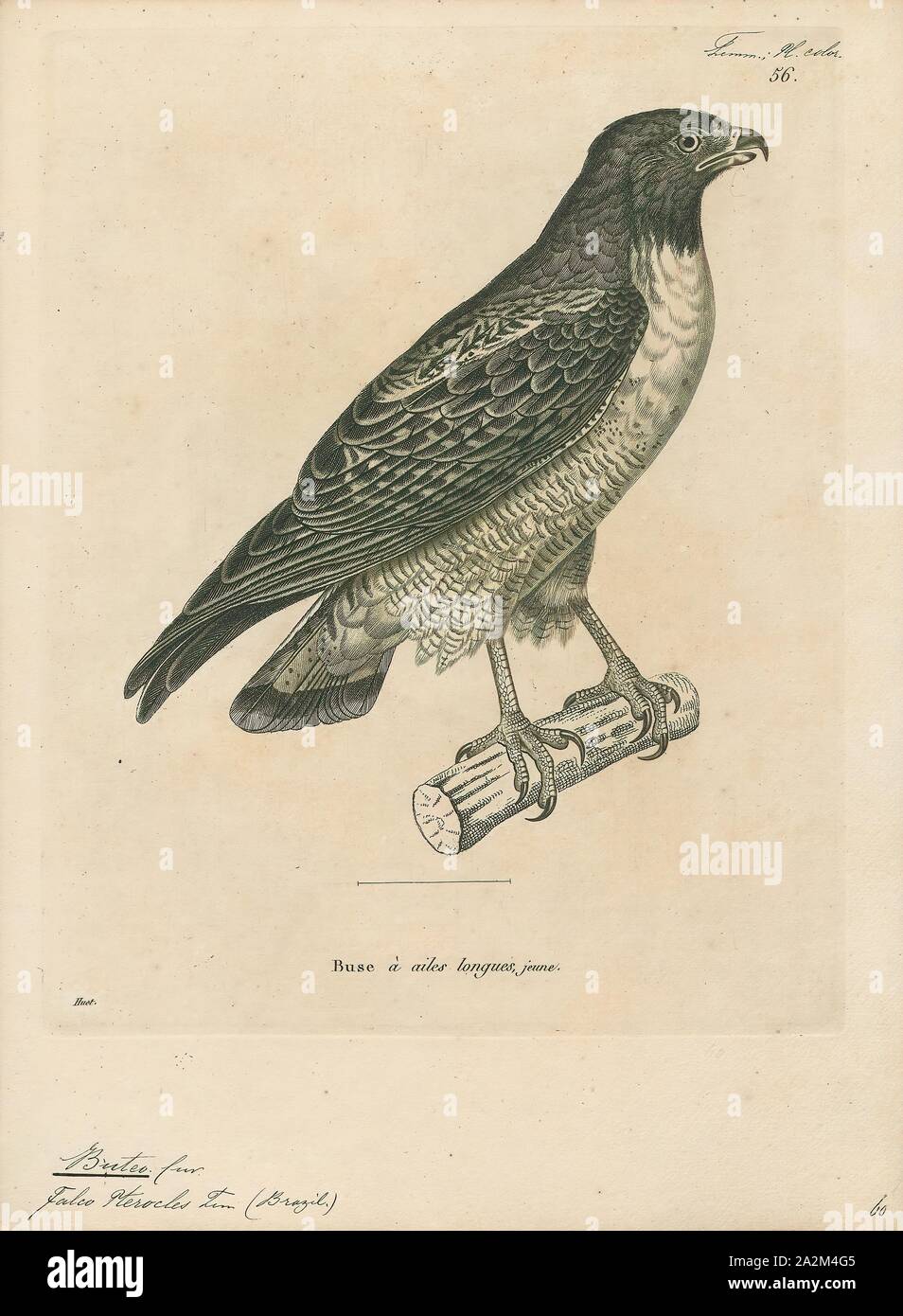 Robust hi-res stock photography and images - Alamy