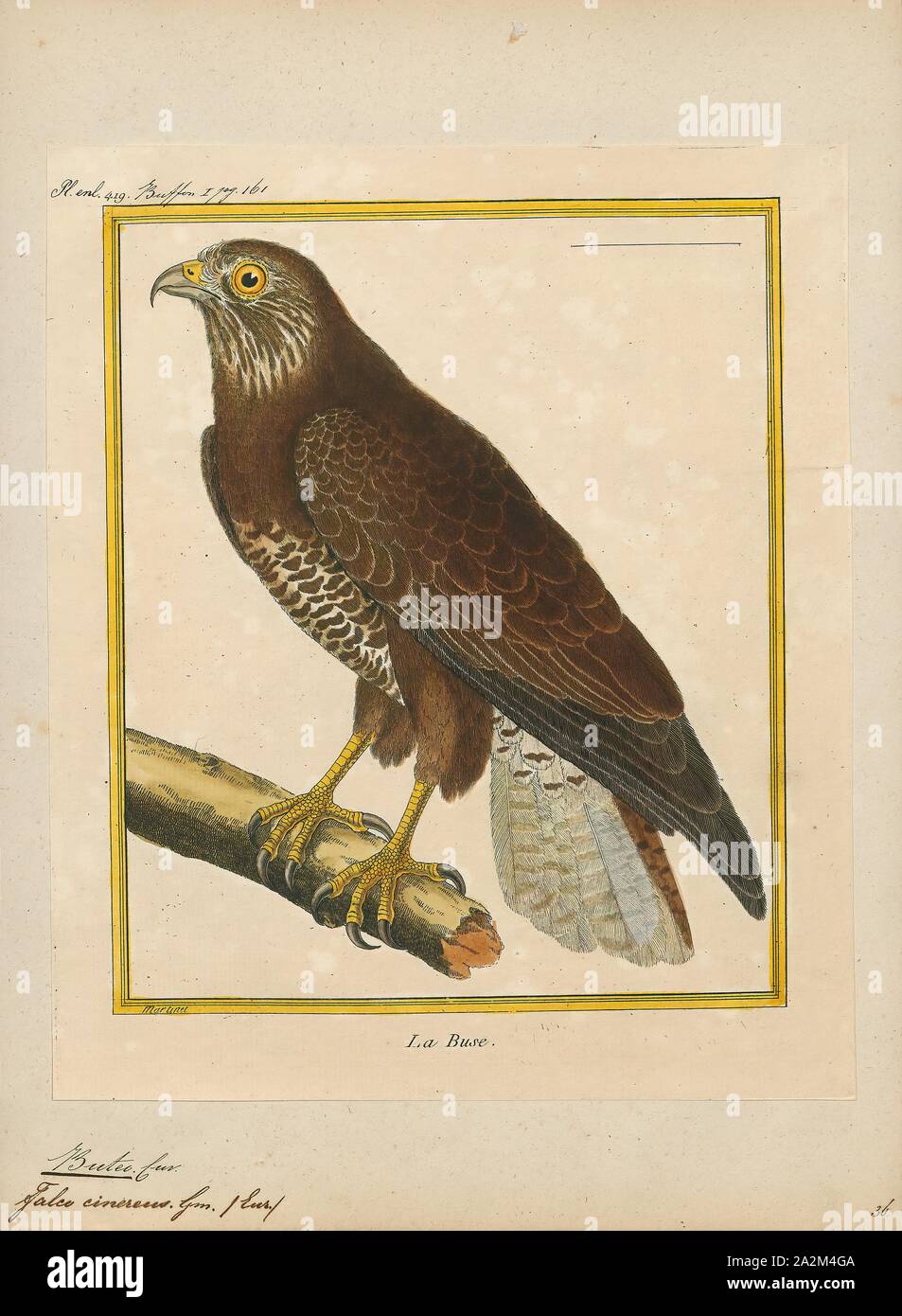 Buteo buteo common buzzard nest hi-res stock photography and images - Alamy