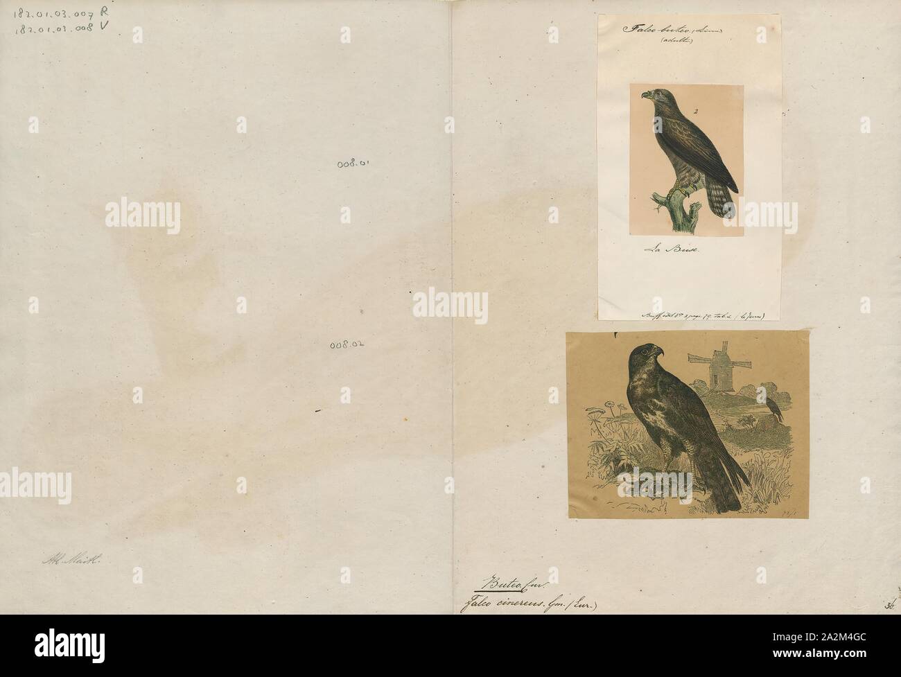 Large member buzzard family hi-res stock photography and images - Alamy